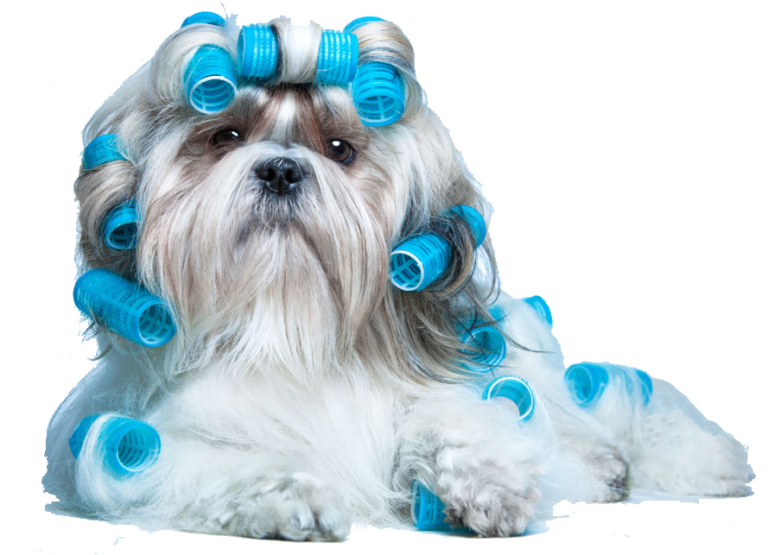 Dog Spa In LA Dog Spa Services In Los Angeles dog-spa-in-la-dog-spa-services-in-los-angeles